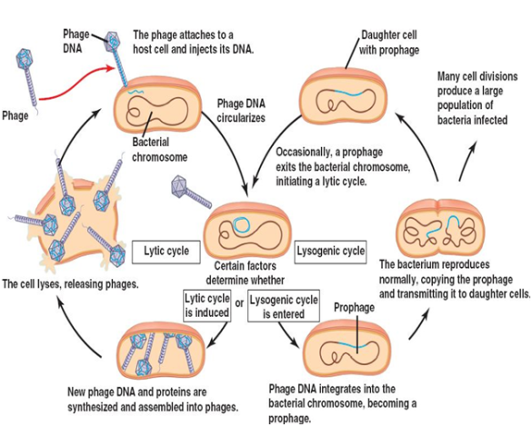 REPLICATION IN VIRUSES – viral replication - Everything Microbiology