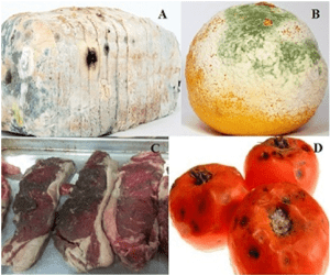 FOOD SPOILAGE - Microbiology Class