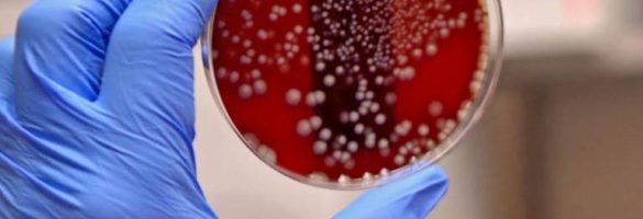 IMPORTANCE OF MICROORGANISMS - Everything Microbiology