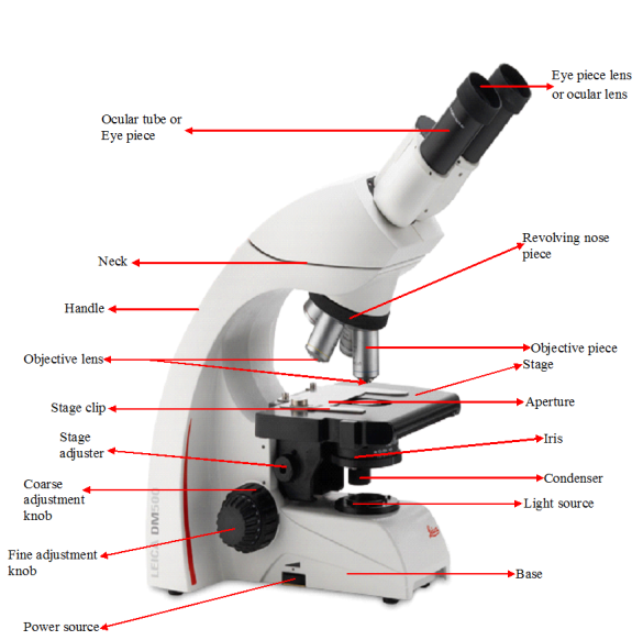 FUNCTIONS OF THE PARTS OF A MICROSCOPE - Everything Microbiology
