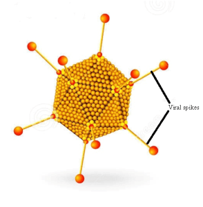 MORPHOLOGY OF VIRUSES - Microbiology Class