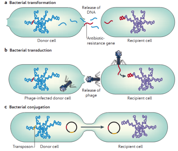 MODE (MECHANISMS) OF TRANSFER OF RESISTANCE GENES - Everything Microbiology