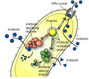 TYPES OF ANTIBIOTIC RESISTANCE - Microbiology Class