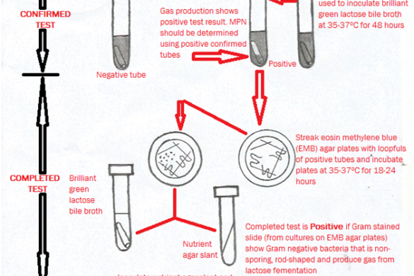 MOST PROBABLE NUMBER (MPN) TECHNIQUE - Everything Microbiology