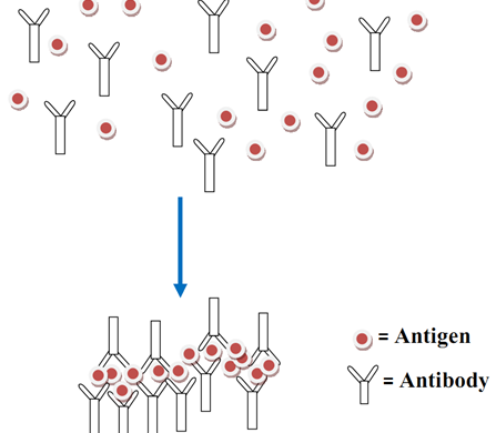 CHARACTERISTICS OF ANTIGENS - Everything Microbiology