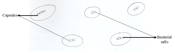 BACTERIAL CAPSULE - Everything Microbiology