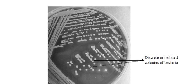 ISOLATION TECHNIQUE - Everything Microbiology