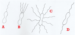 BACTERIAL FLAGELLATION - Microbiology Class
