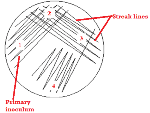 STREAKING TECHNIQUE - Microbiology Class