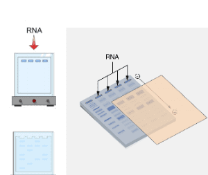 NORTHERN BLOTTING TECHNIQUE - Microbiology Class