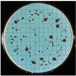 MEMBRANE FILTRATION TECHNIQUE - Microbiology Class