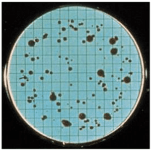 MEMBRANE FILTRATION TECHNIQUE - Microbiology Class