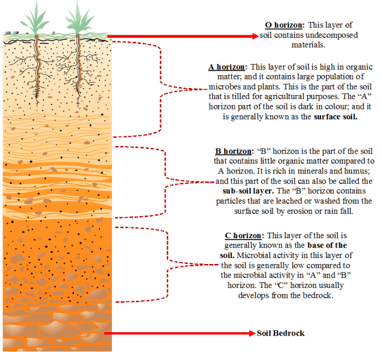 MICROBIOLOGY OF THE SOIL - Microbiology Class