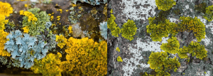 SPECIFIC FUNCTIONS OF LICHEN ACIDS (SECONDARY METABOLITES ...
