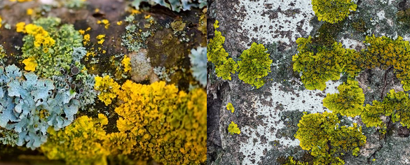 Mycology Archives - Everything Microbiology