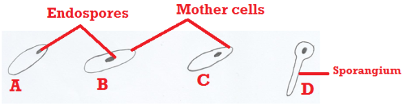 BACTERIAL SPORES - Everything Microbiology