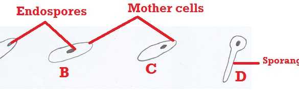 MICROBIAL COUNT: Total Count & Viable Count - Everything Microbiology