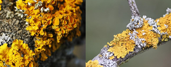 LABORATORY DIAGNOSIS OF FUNGAL INFECTIONS/DISEASES - Everything ...