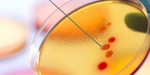 Application of genetically modified organisms (GMOs) - Everything Microbiology