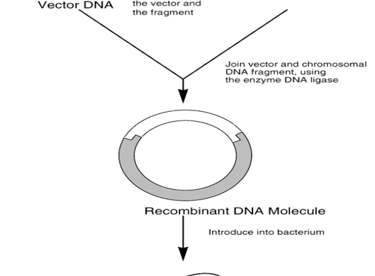Notes on Genetic Engineering & Recombinant DNA Technology Archives ...