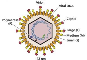 HEPADNAVIRIDAE FAMILY - Microbiology Class