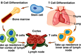 STREAKING TECHNIQUE - Everything Microbiology