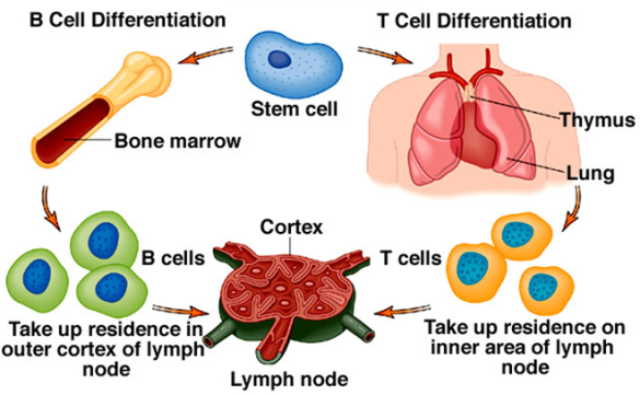 B CELL PRODUCTION - Everything Microbiology
