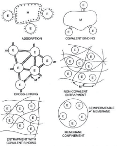 CELL IMMOBILIZATION - Microbiology Class