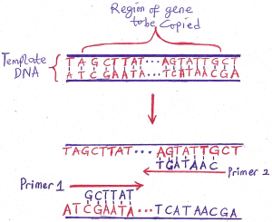 HOW TO DESIGN PRIMERS FOR YOUR PCR EXPERIMENT - Microbiology Class