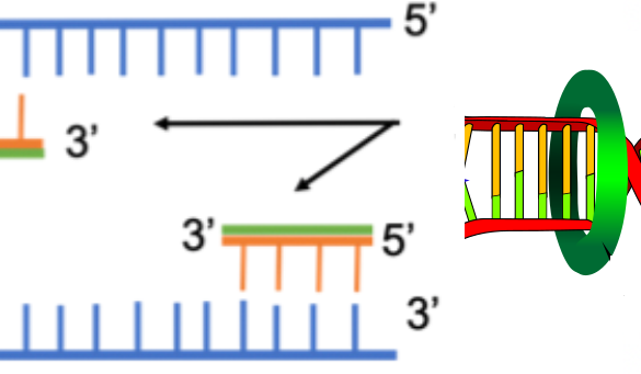 Microbe Lab Archives - Everything Microbiology
