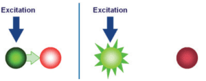 Real-time PCR Fluorescence Detection Systems - Microbiology Class