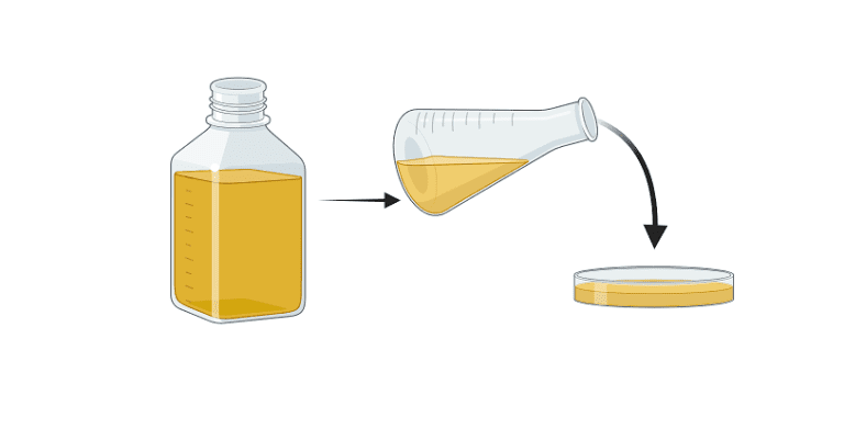 Luria Broth (LB) And Luria Agar (LA) Media - Microbiology Class