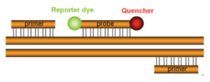 Real-time PCR Fluorescence Detection Systems - Microbiology Class