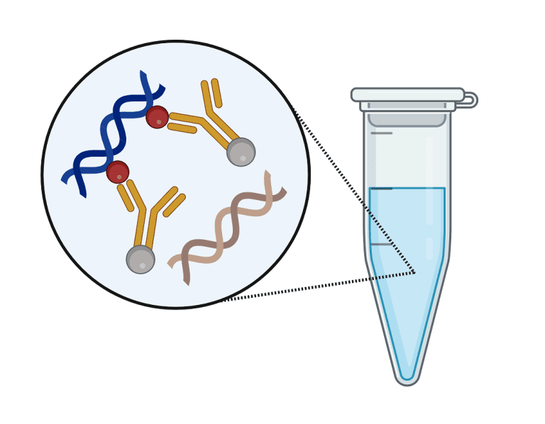Real-time PCR Probes - Microbiology Class