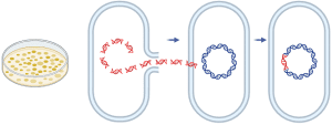 Approaches To Microbial Strain Improvement For Industrial Applications ...