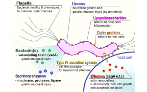 Helicobacter Pylori - Microbiology Class