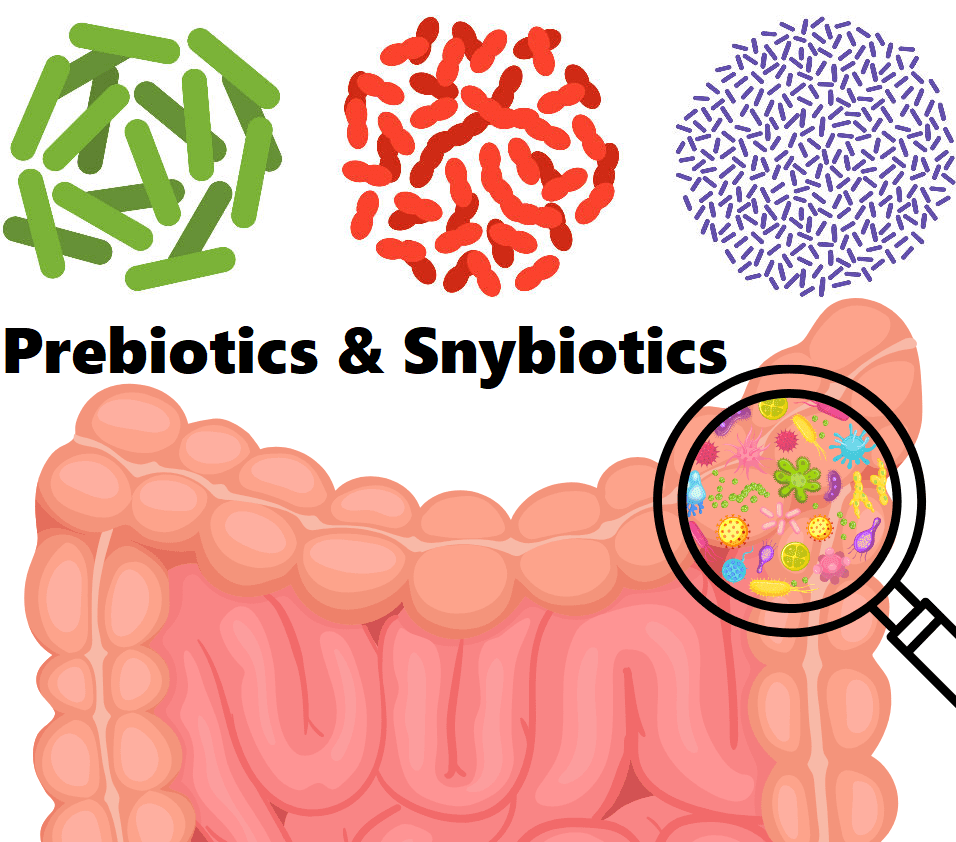Harnessing The Power Of Prebiotics And Synbiotics: A New Frontier In Gut Health And Beyond ...