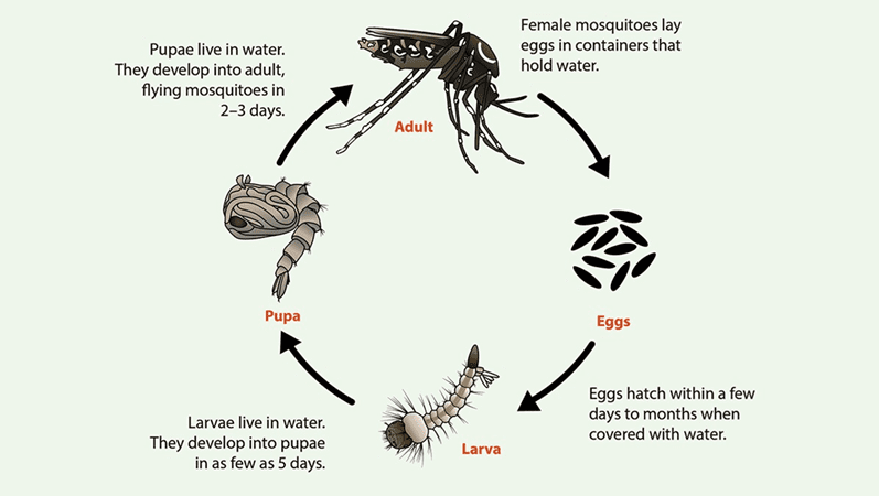 From Mosquito Bite To Global Threat: Is Chikungunya The Next Pandemic? - Microbiology Class